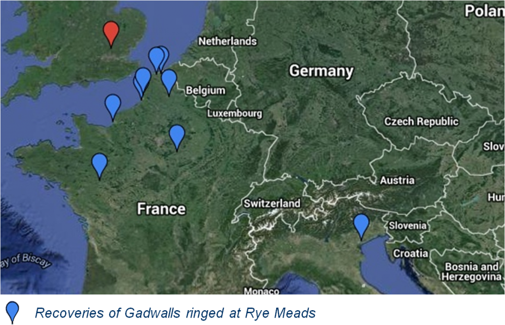 Contrasting migration strategies of Teal and Gadwall • Rye Meads ...