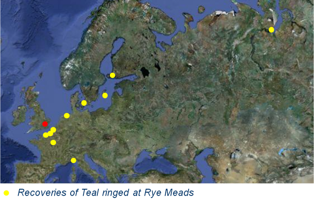 Contrasting migration strategies of Teal and Gadwall • Rye Meads ...