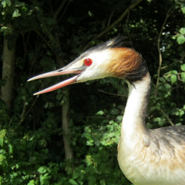 great-crested-grebe-600 • Rye Meads Ringing Group