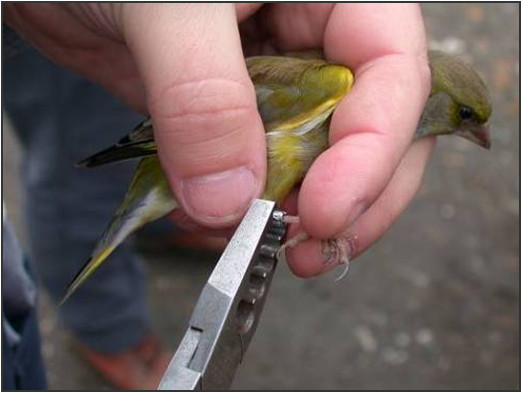 Ringing and Results • Rye Meads Ringing Group